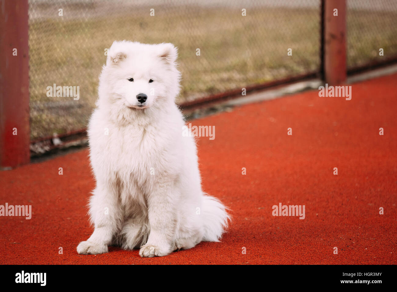 Samoyed sitting hi-res stock photography and images - Alamy