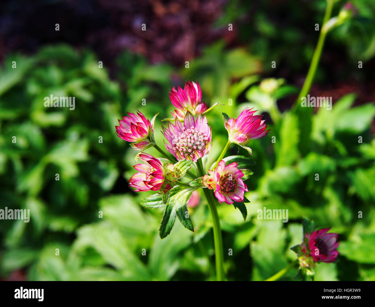 Blooming Astrantia major - great masterwort Stock Photo - Alamy