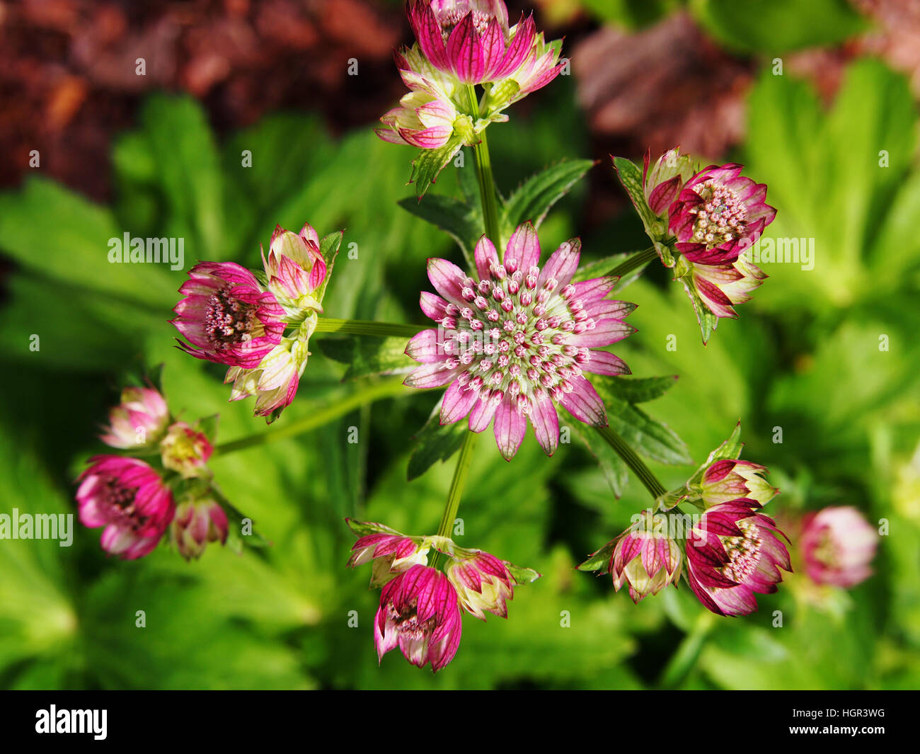 Blooming Astrantia major - great masterwort Stock Photo - Alamy