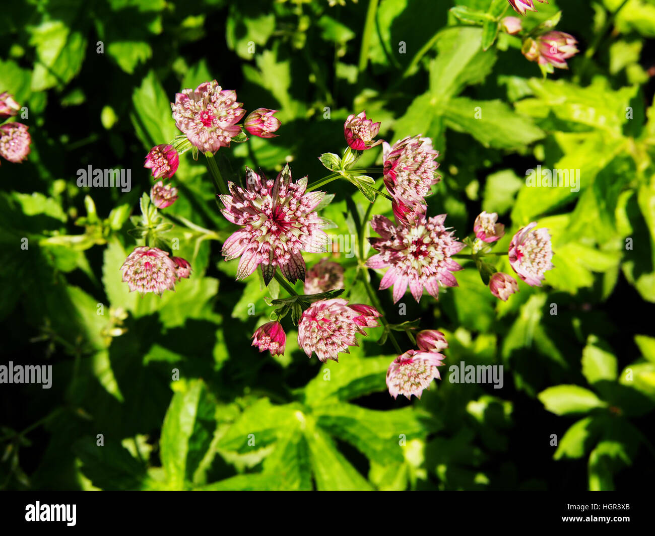 Blooming Astrantia major - great masterwort Stock Photo - Alamy