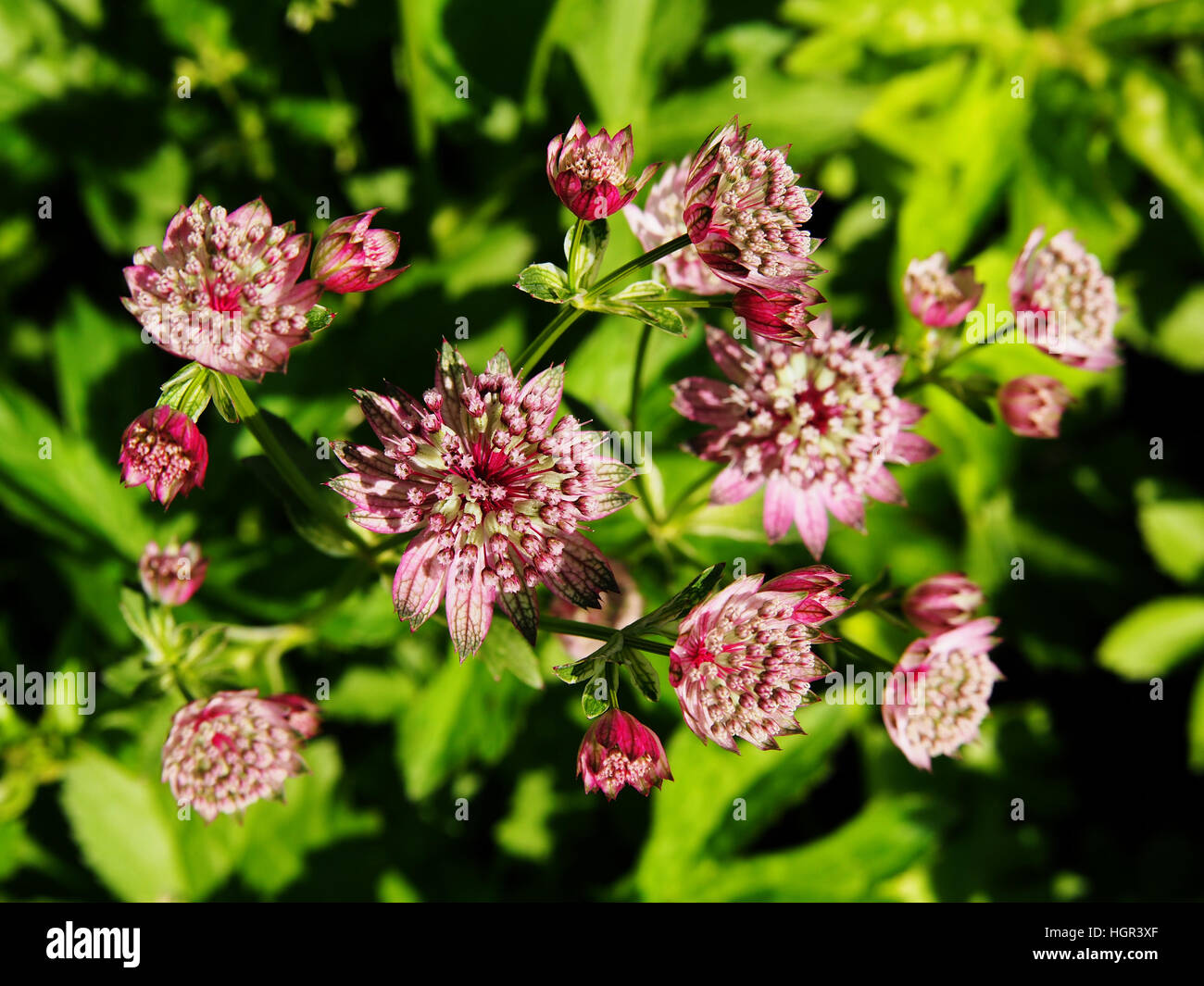 Blooming Astrantia major - great masterwort Stock Photo - Alamy