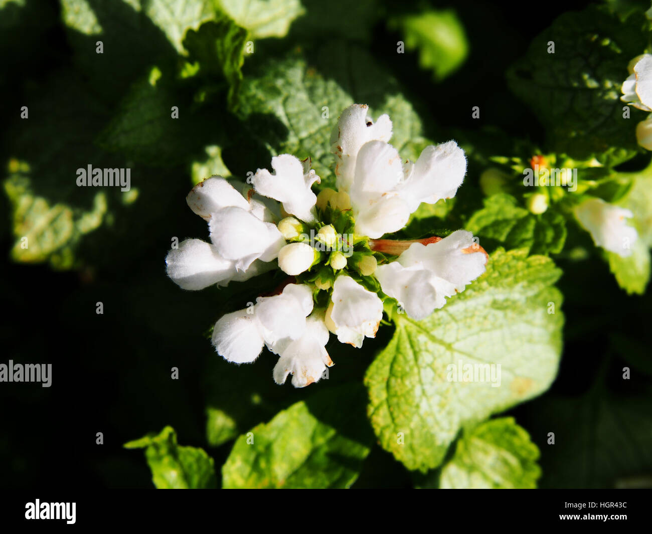 Lamium maculatum ‘white nancy’ hi-res stock photography and images - Alamy