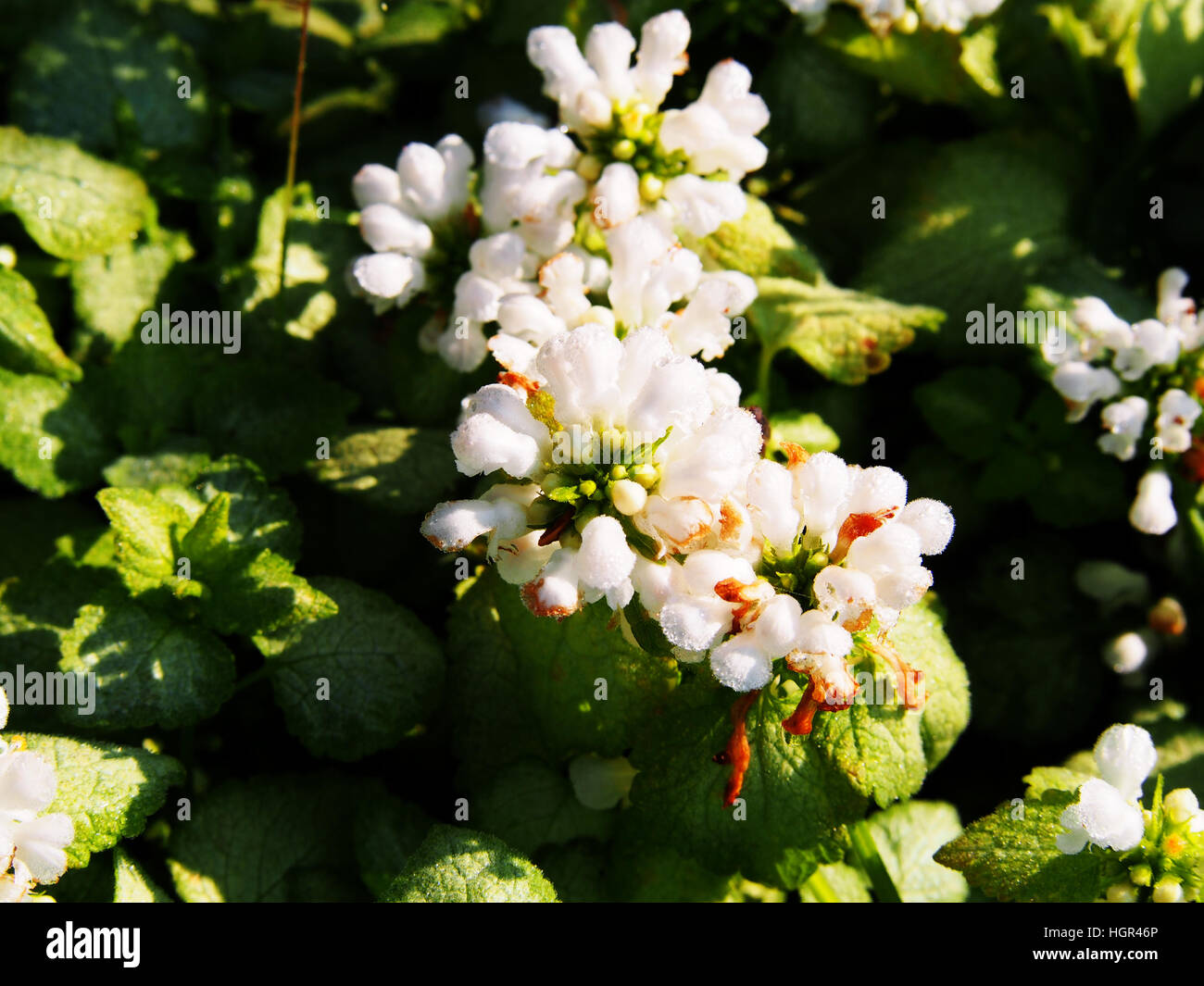 Blooming Lamium maculatum 'White Nancy' (spotted henbit, spotted dead ...