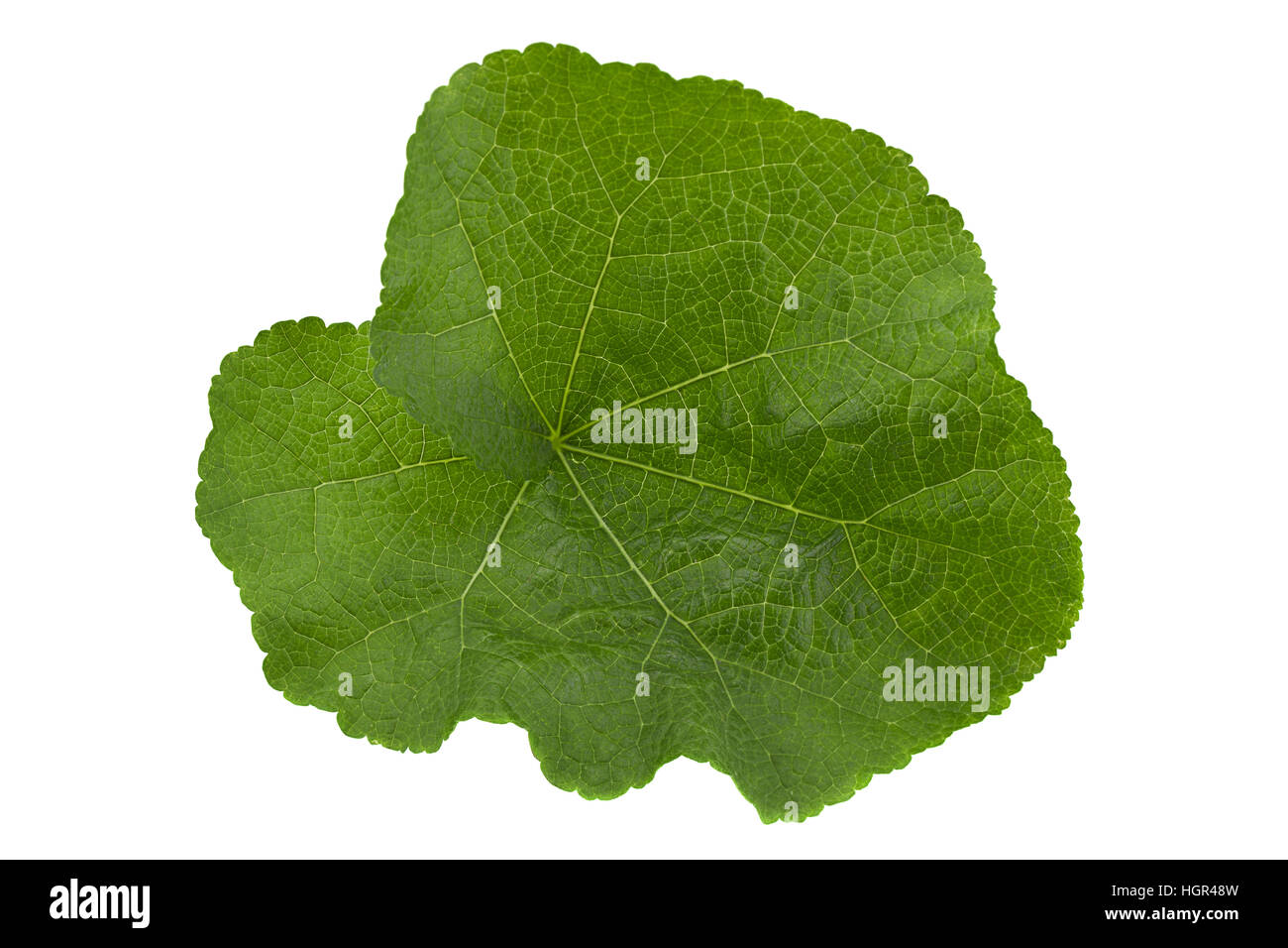 Stem-rose flower leaf closeup isolated on white Stock Photo - Alamy