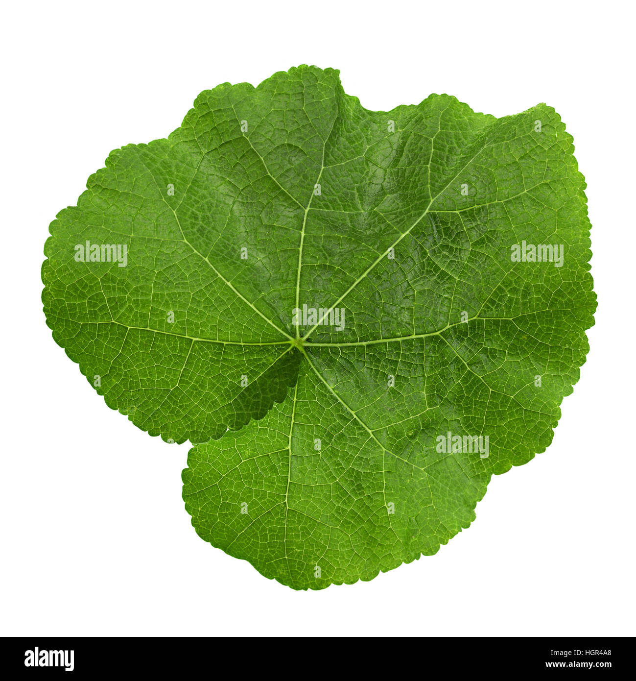 Stem-rose flower leaf closeup isolated on white Stock Photo - Alamy