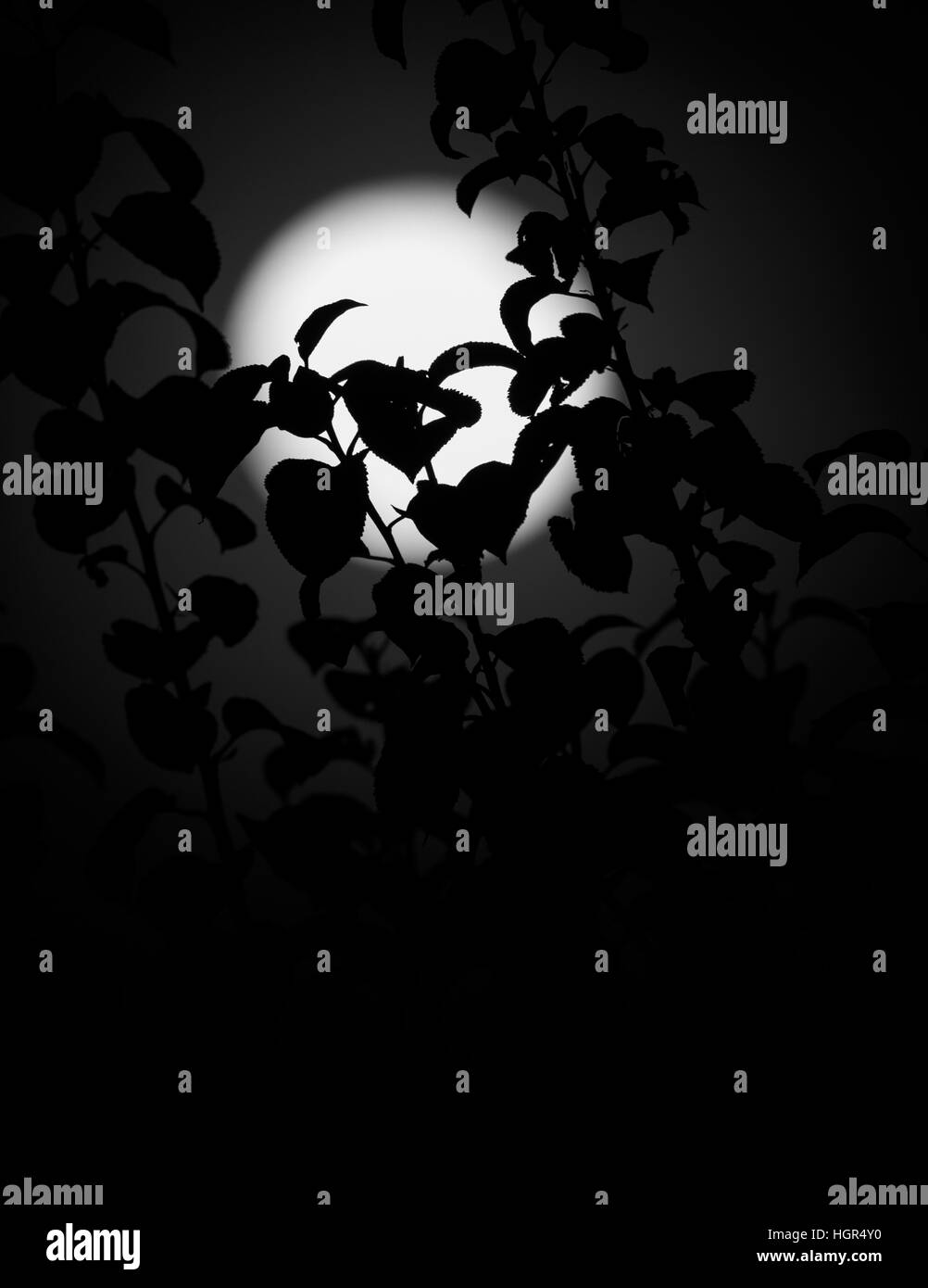 Tree moon night Black and White Stock Photos & Images - Alamy