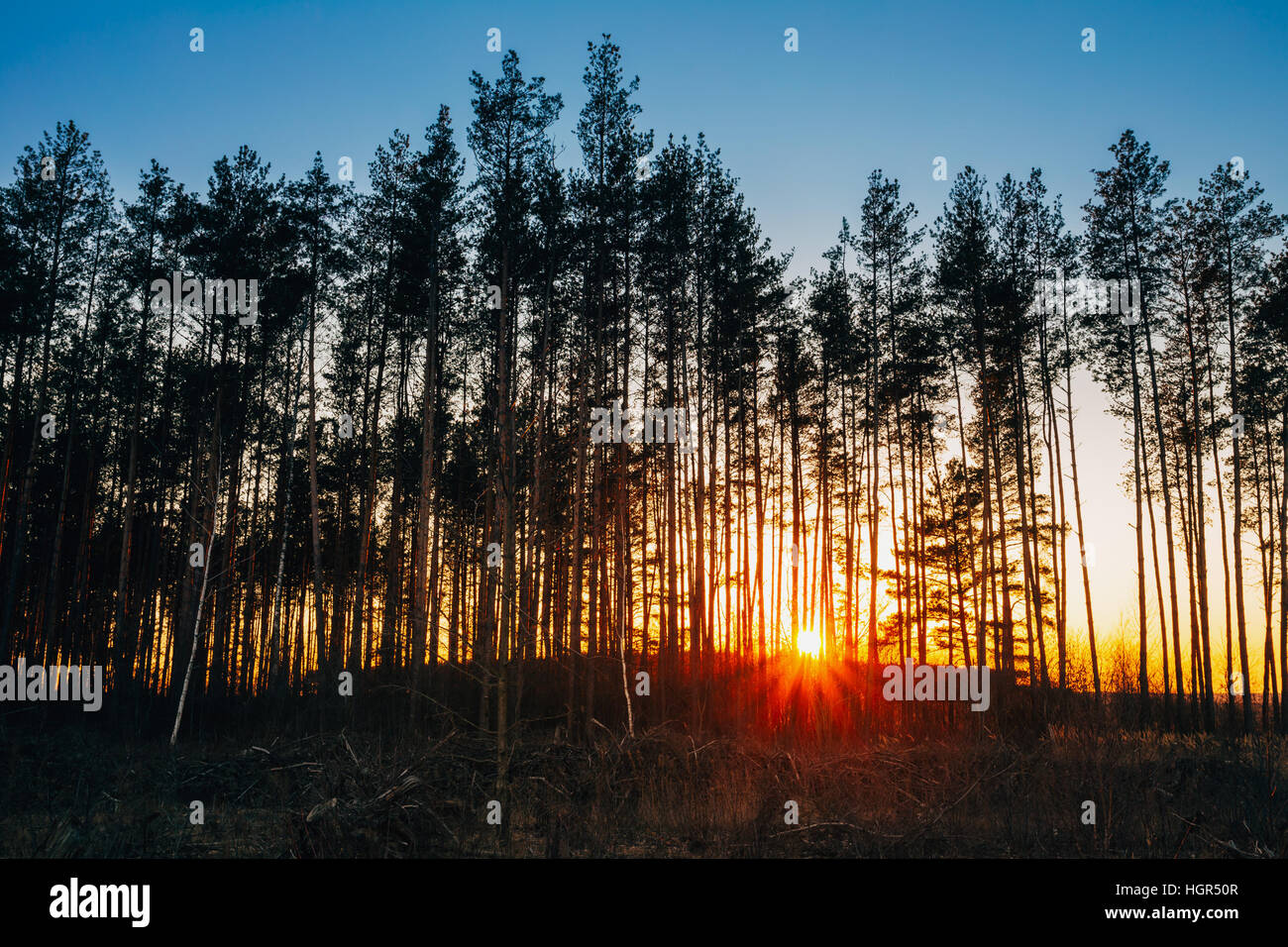 Sunset, Sunrise In Pine Forest. Bright Colorful Dramatic Sky And Dark ...