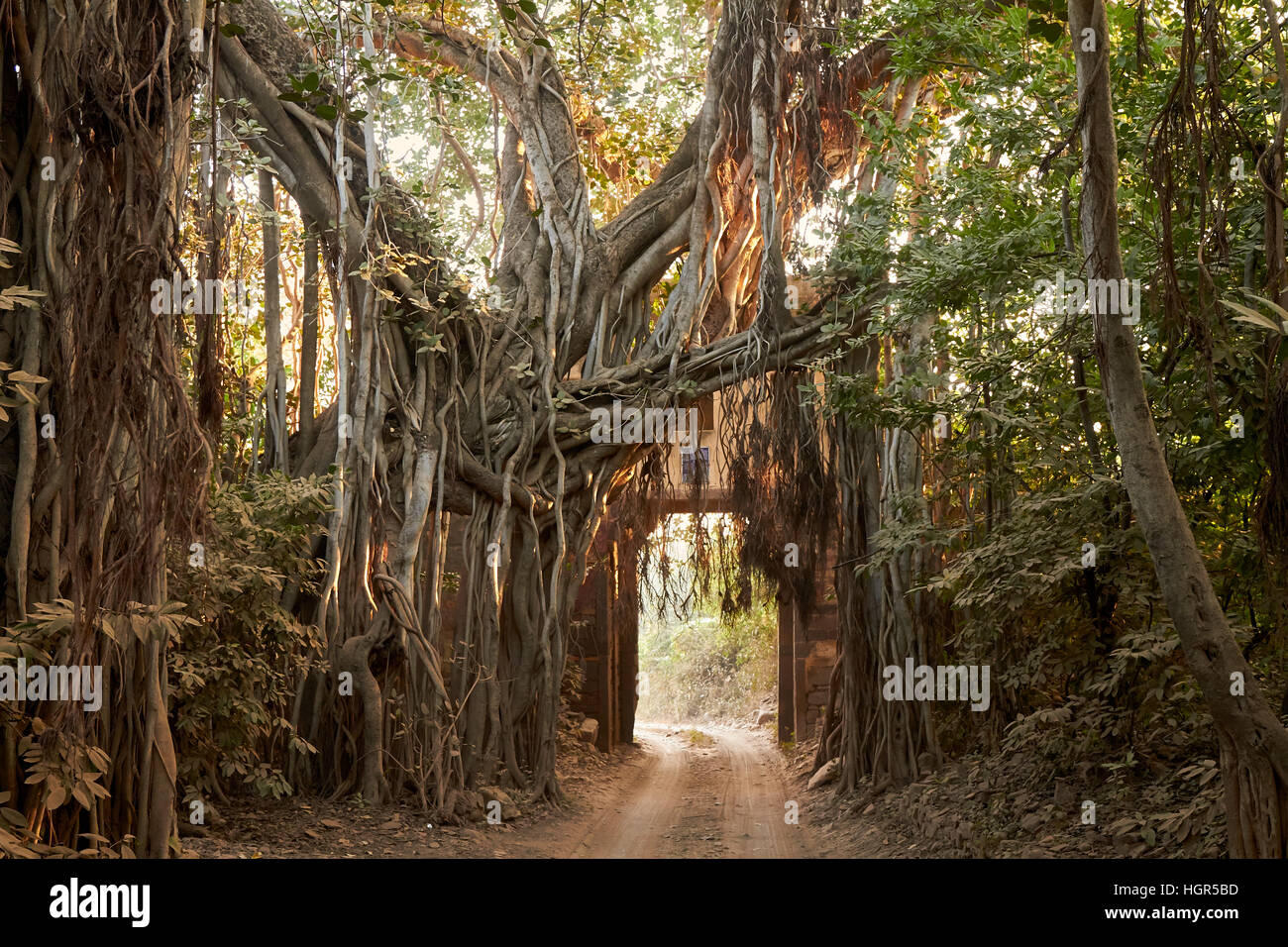 Banyan Tree Hanging Roots Stock Photos & Banyan Tree Hanging Roots ...