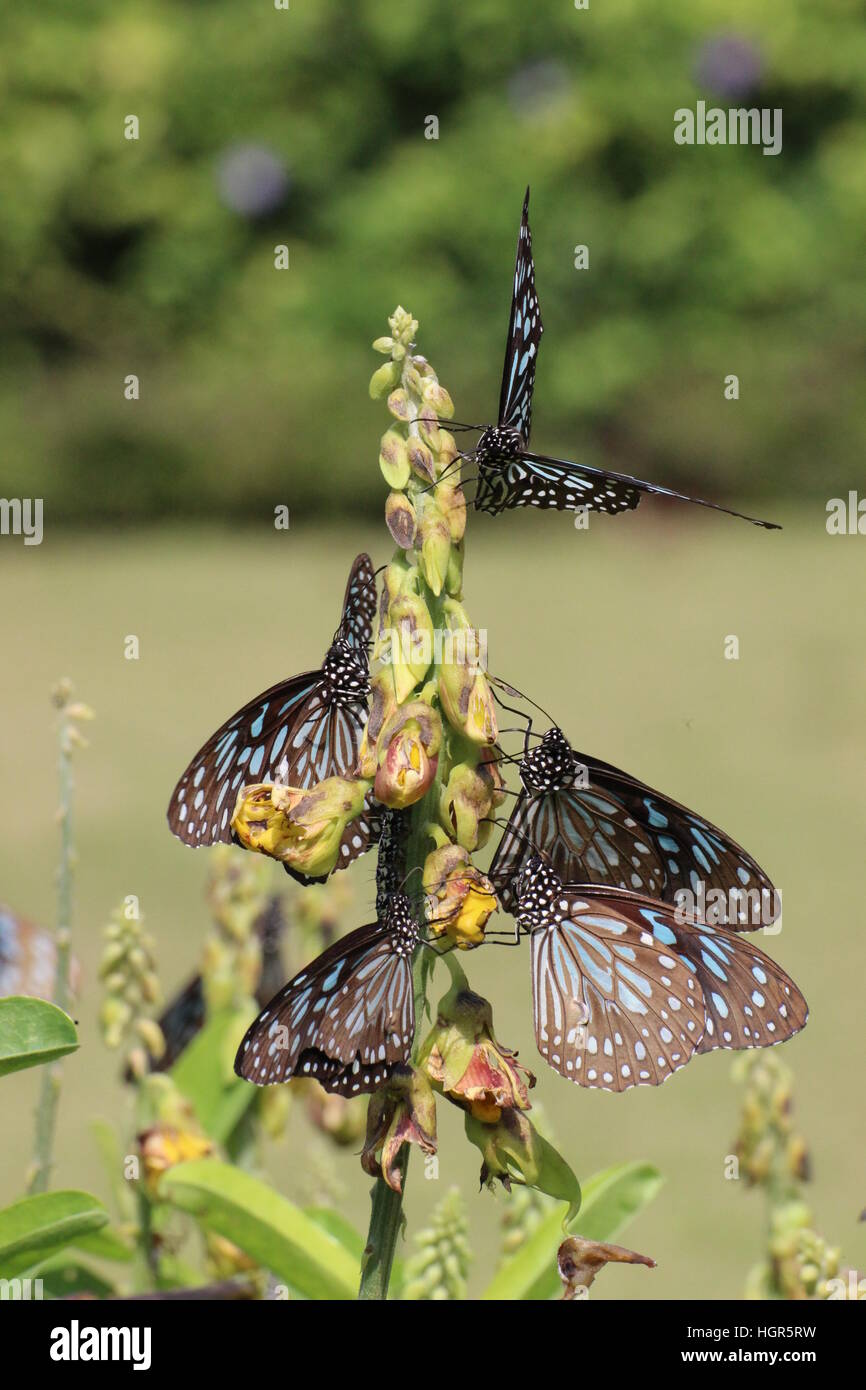 Dark Blue Tiger Stock Photo - Alamy