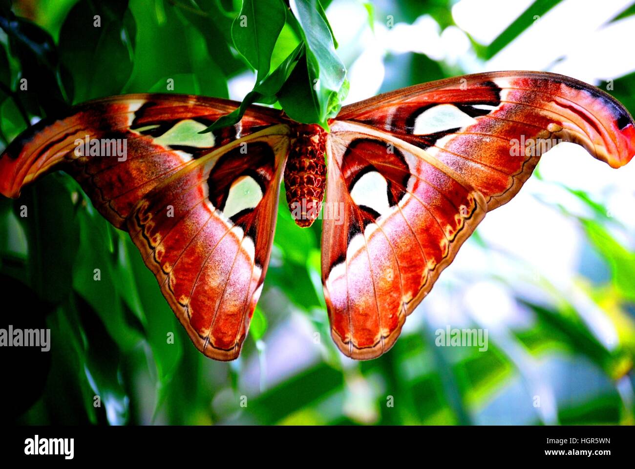 Metamorphosis of moth hi-res stock photography and images - Alamy