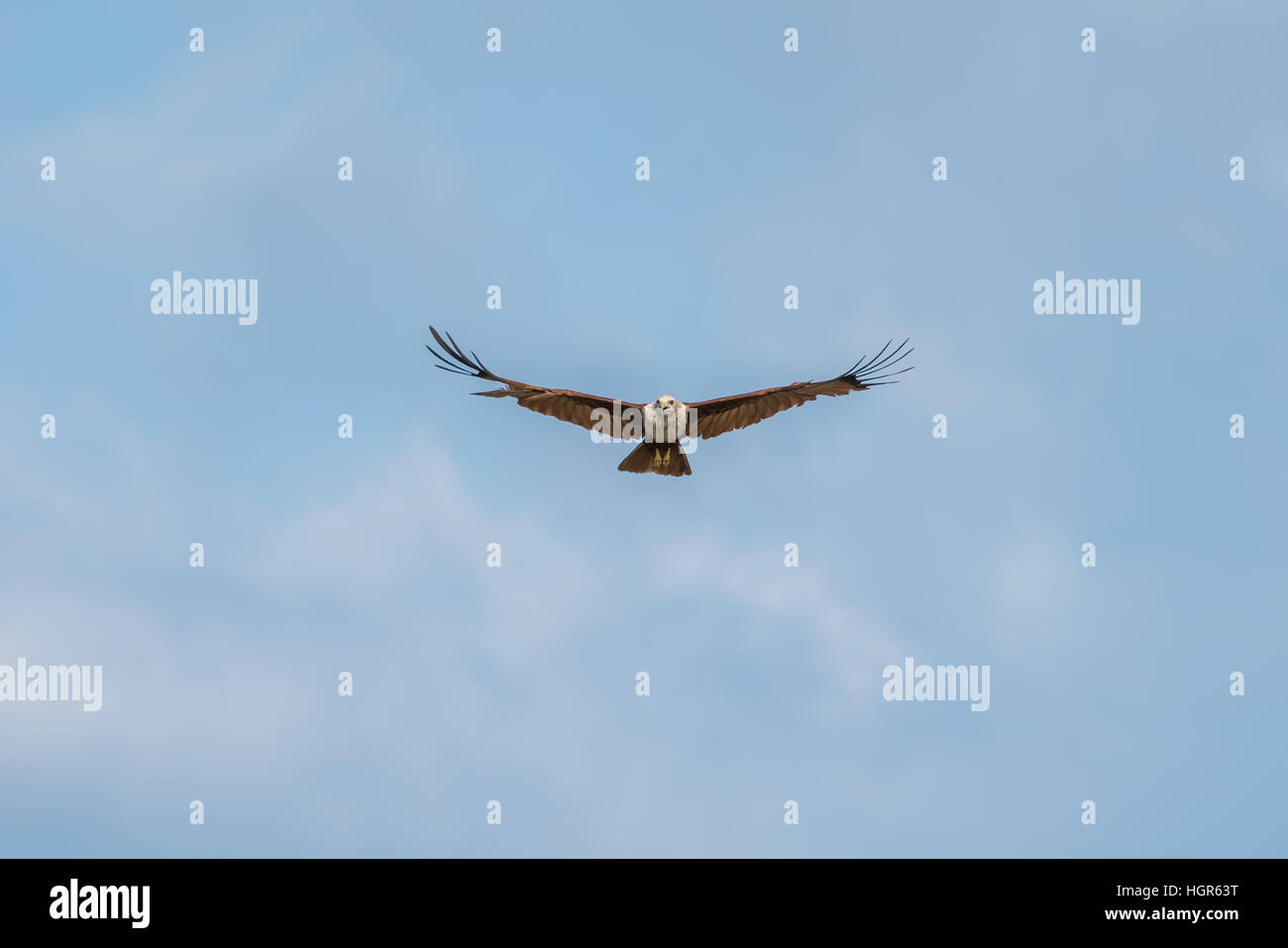 Eagle hawk hi-res stock photography and images - Alamy