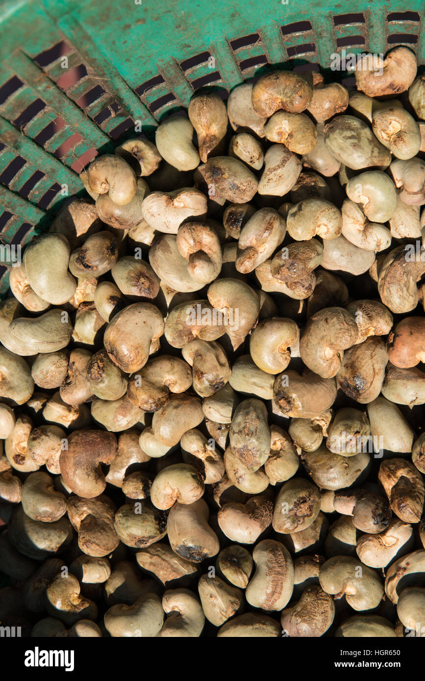 Cashew shell hi-res stock photography and images - Alamy