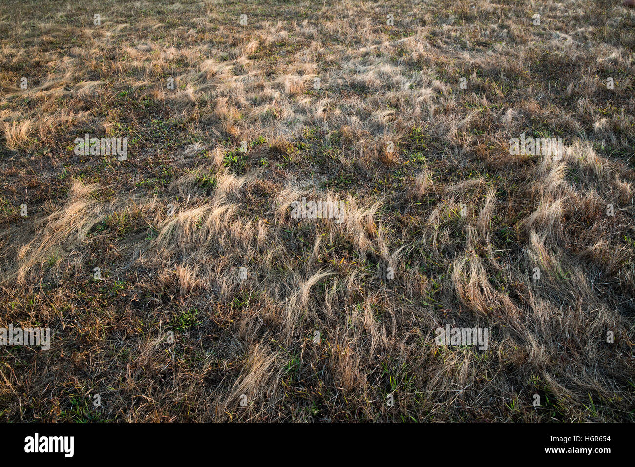 Grassland meadow flora hi-res stock photography and images - Alamy