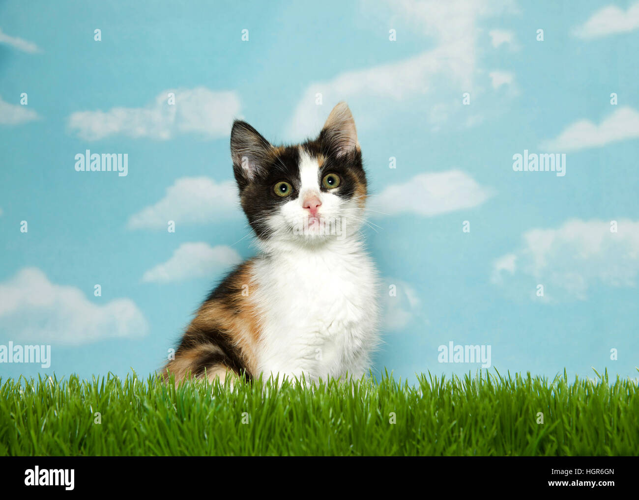 Adorable Calico kitten sitting in grass looking up, blue background sky ...