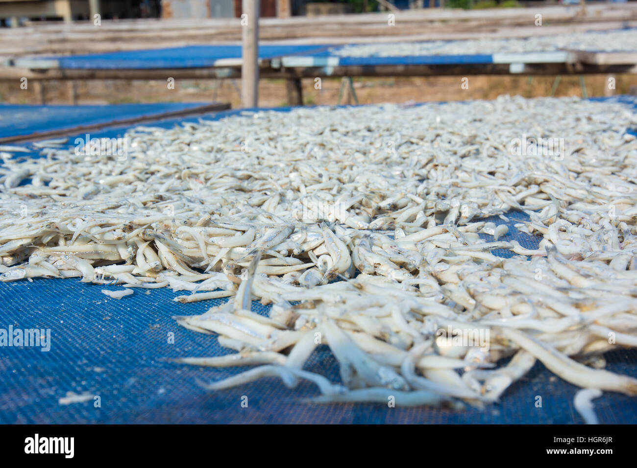 Thailand small fish hi-res stock photography and images - Alamy