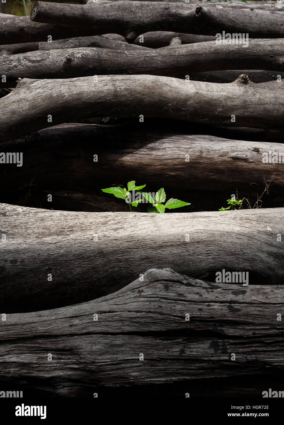 Plant life cycle hi-res stock photography and images - Alamy