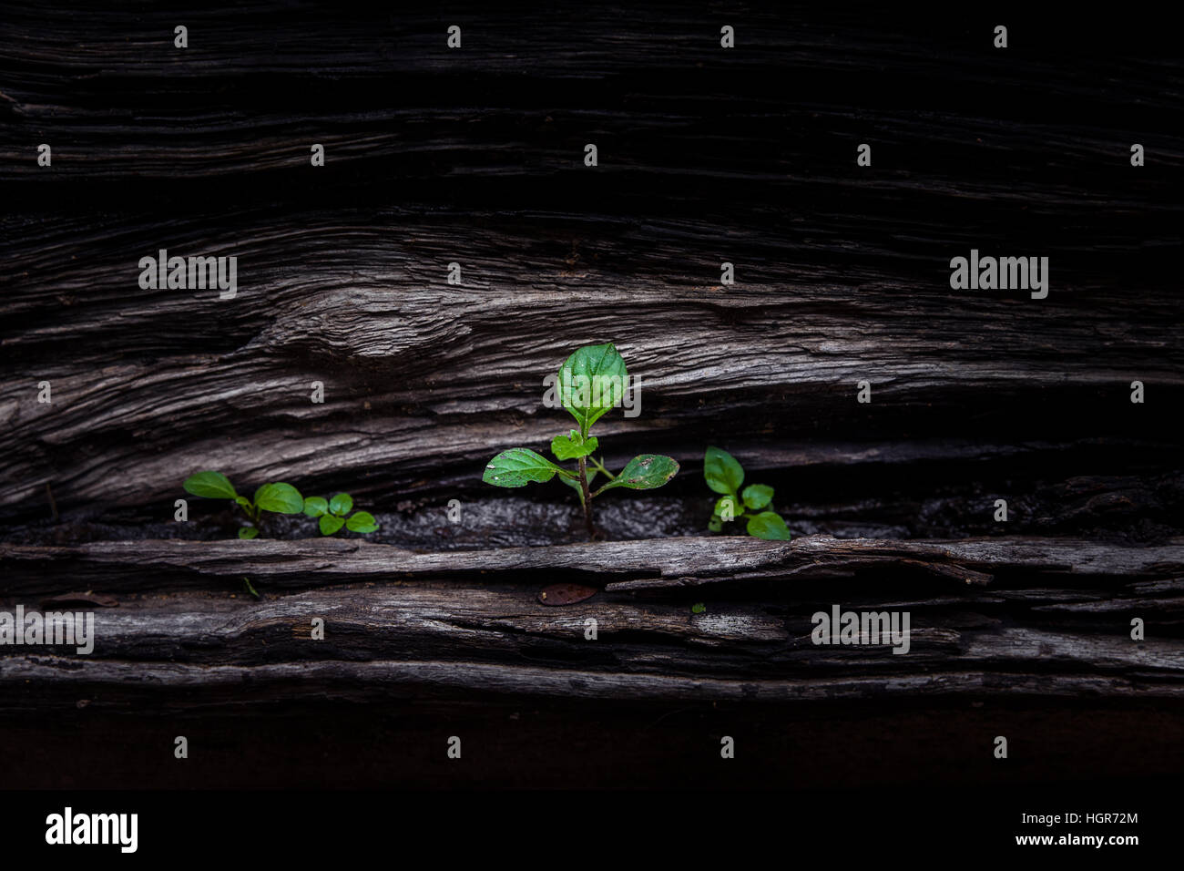 Plant life cycle hi-res stock photography and images - Alamy