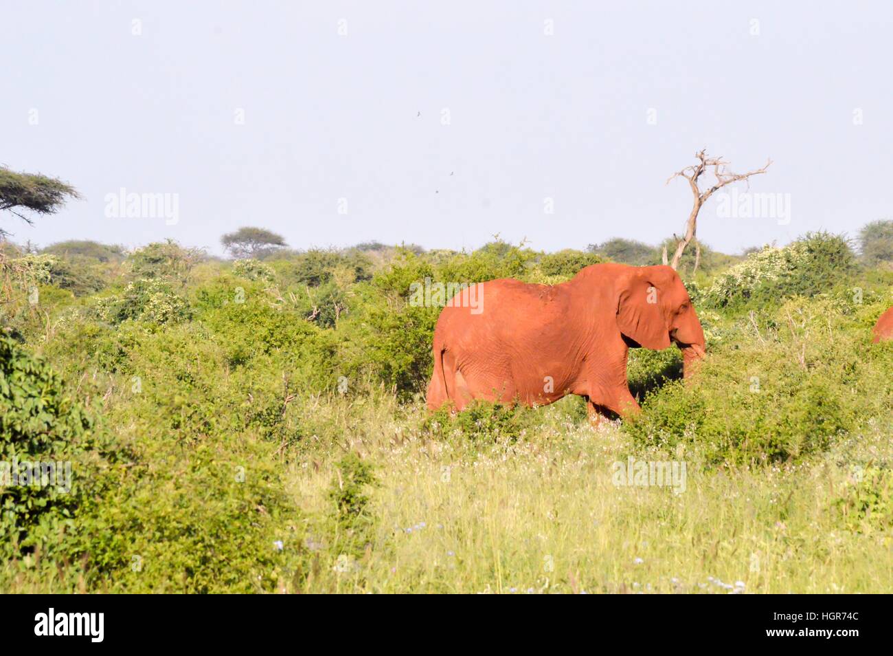 Tsavo east elephant hi-res stock photography and images - Alamy