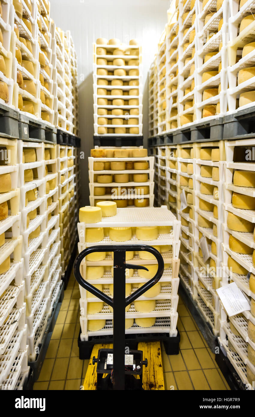 Cheese factory warehouse with shelves stacked with cheese Stock Photo ...