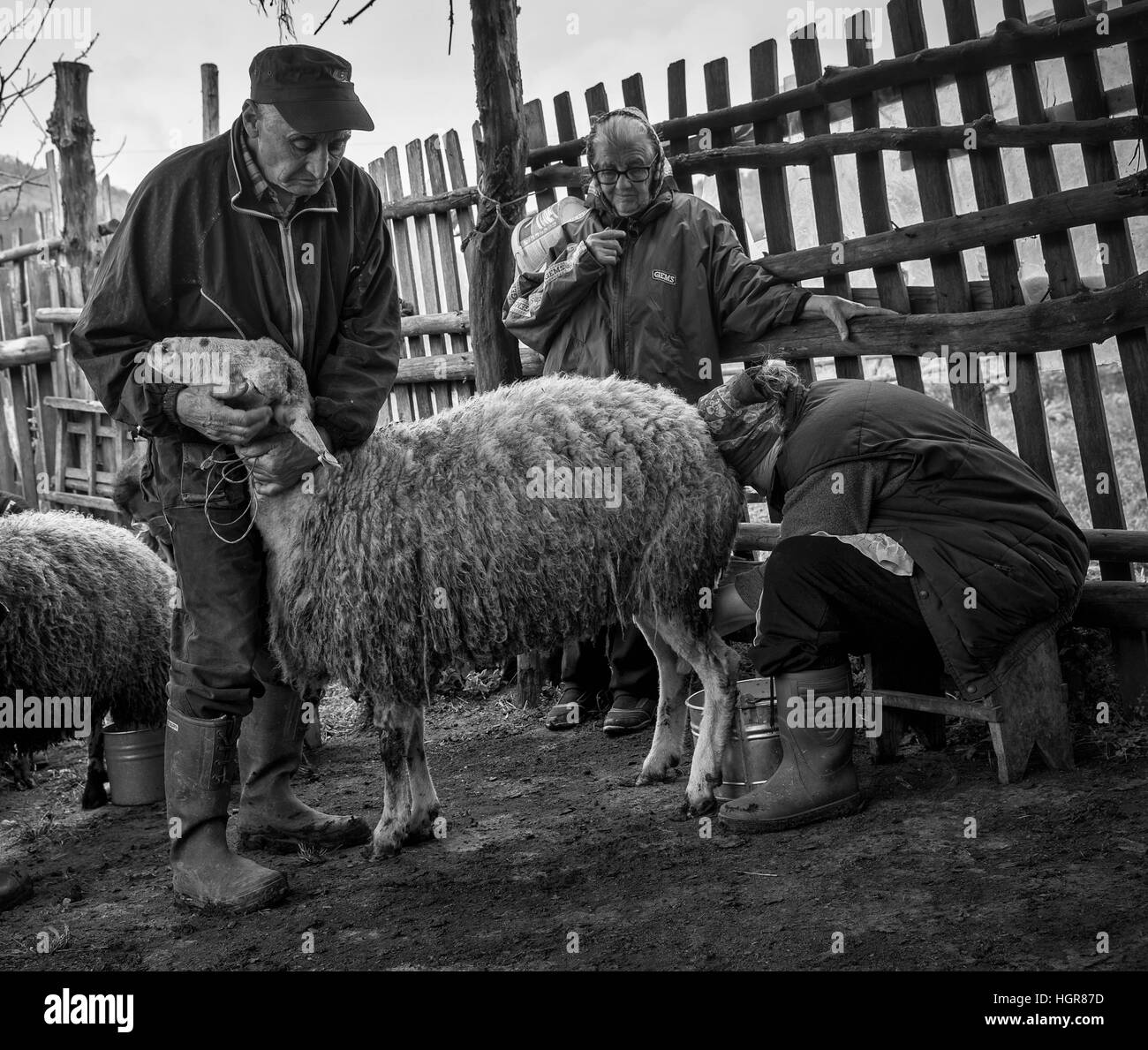 Goat milking Black and White Stock Photos & Images - Alamy