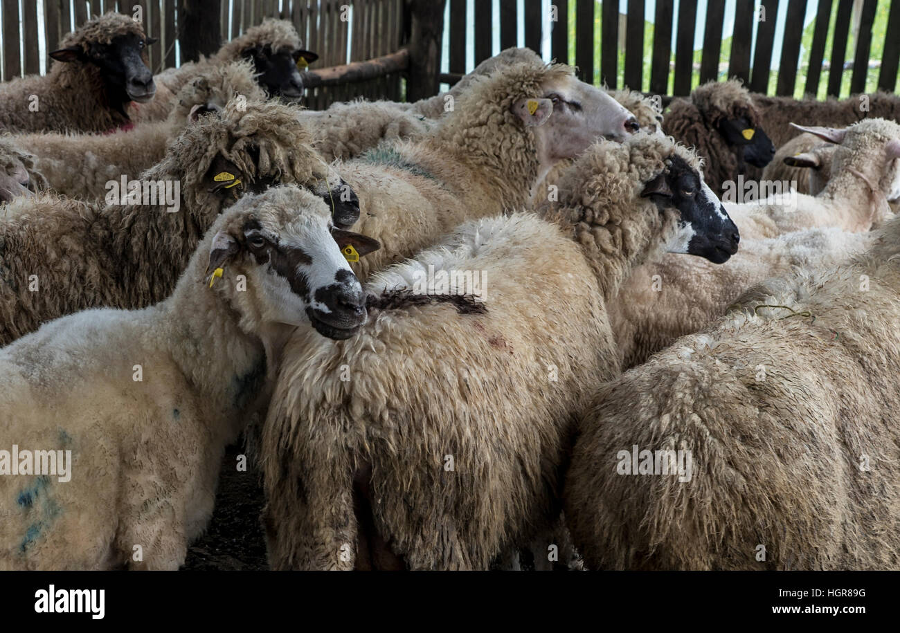 Sheep grazing on a meadow, on a cloudy day Stock Photo - Alamy