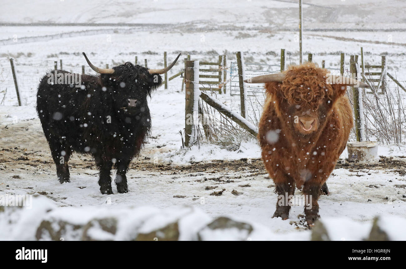 Cattle winter blizzard hi-res stock photography and images - Alamy