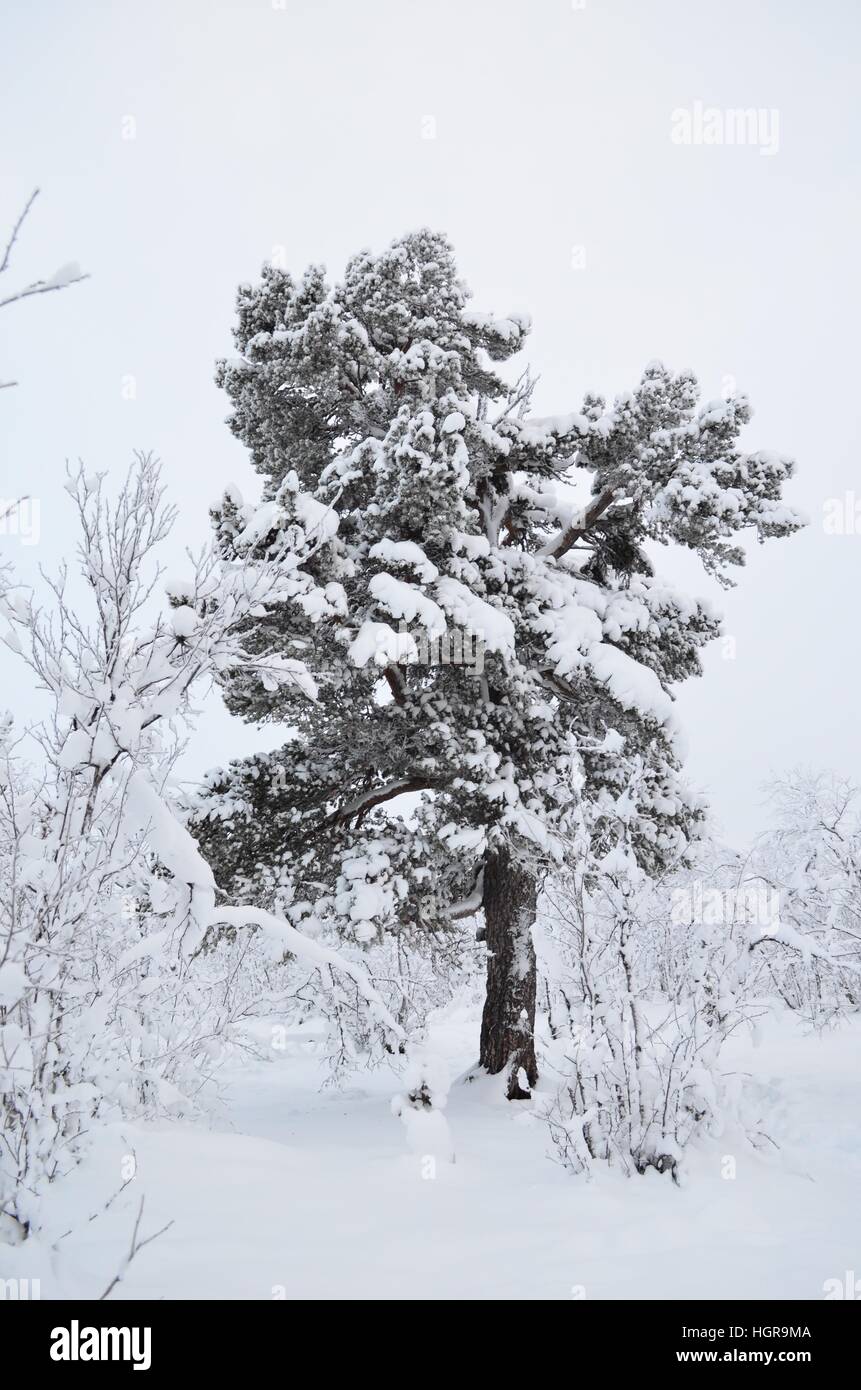 Lone tree in winter Stock Photo - Alamy