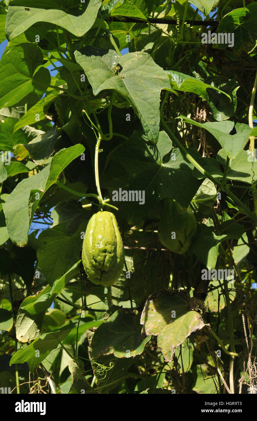 Chow chow cho cho cho cho hi-res stock photography and images - Alamy