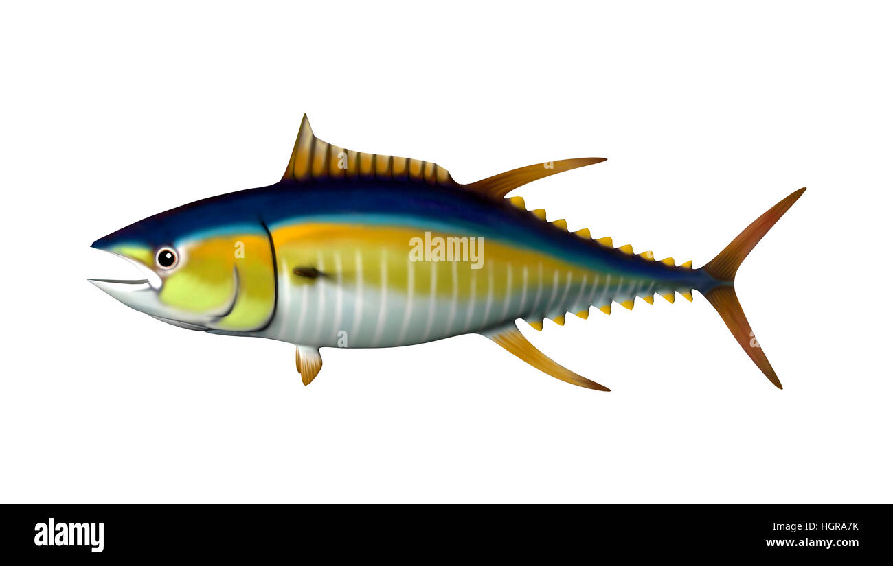 3D rendering of tuna fish isolated on white background Stock Photo - Alamy