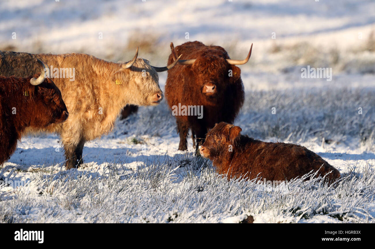 Highland cattle in the snow near Comrie, as blizzard conditions are set ...