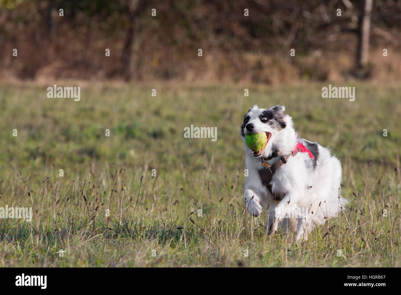 Welsh sheepdog running and playing with a tennis ball Stock Photo - Alamy