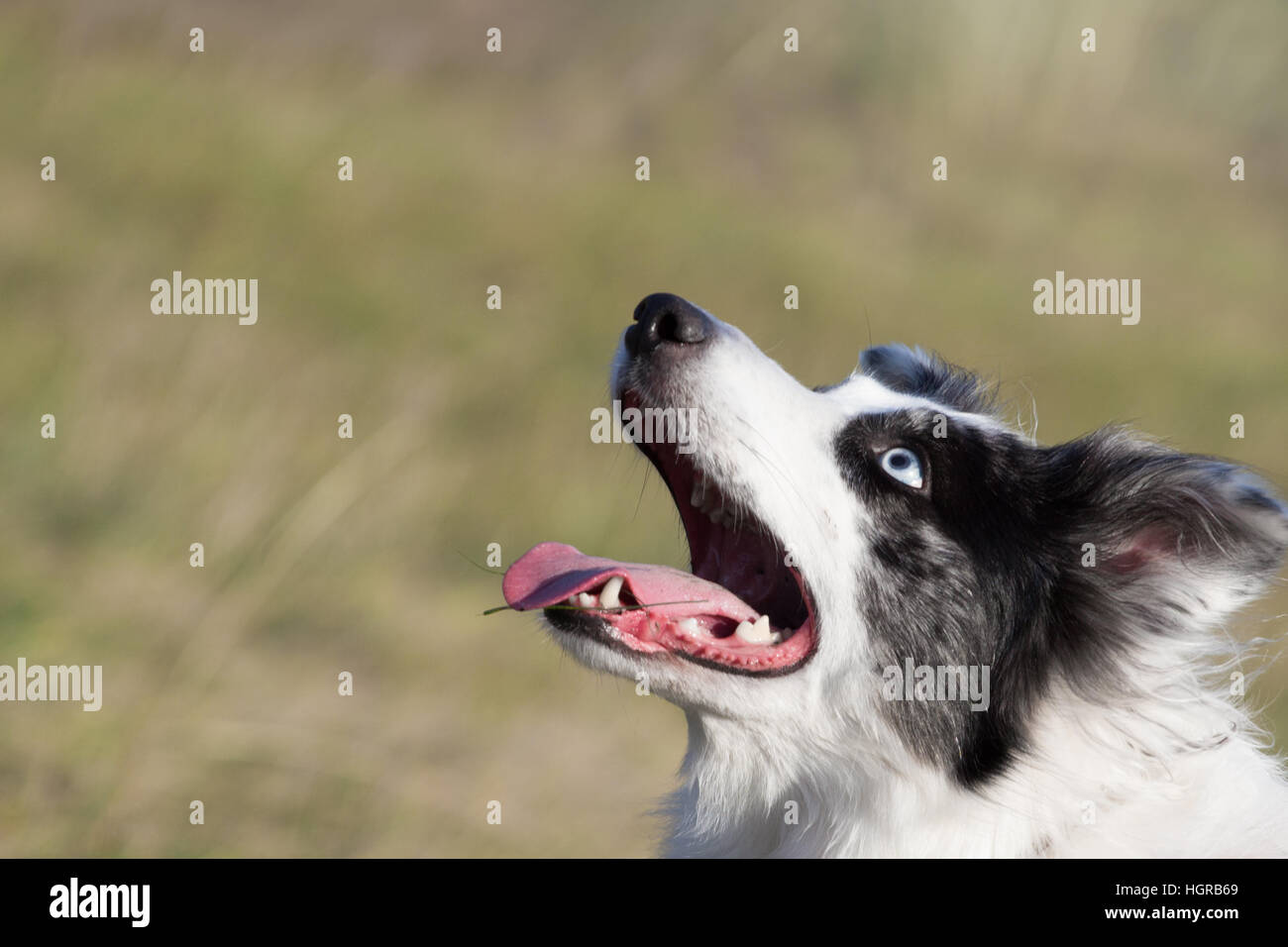 Welsh sheepdog in training Stock Photo - Alamy