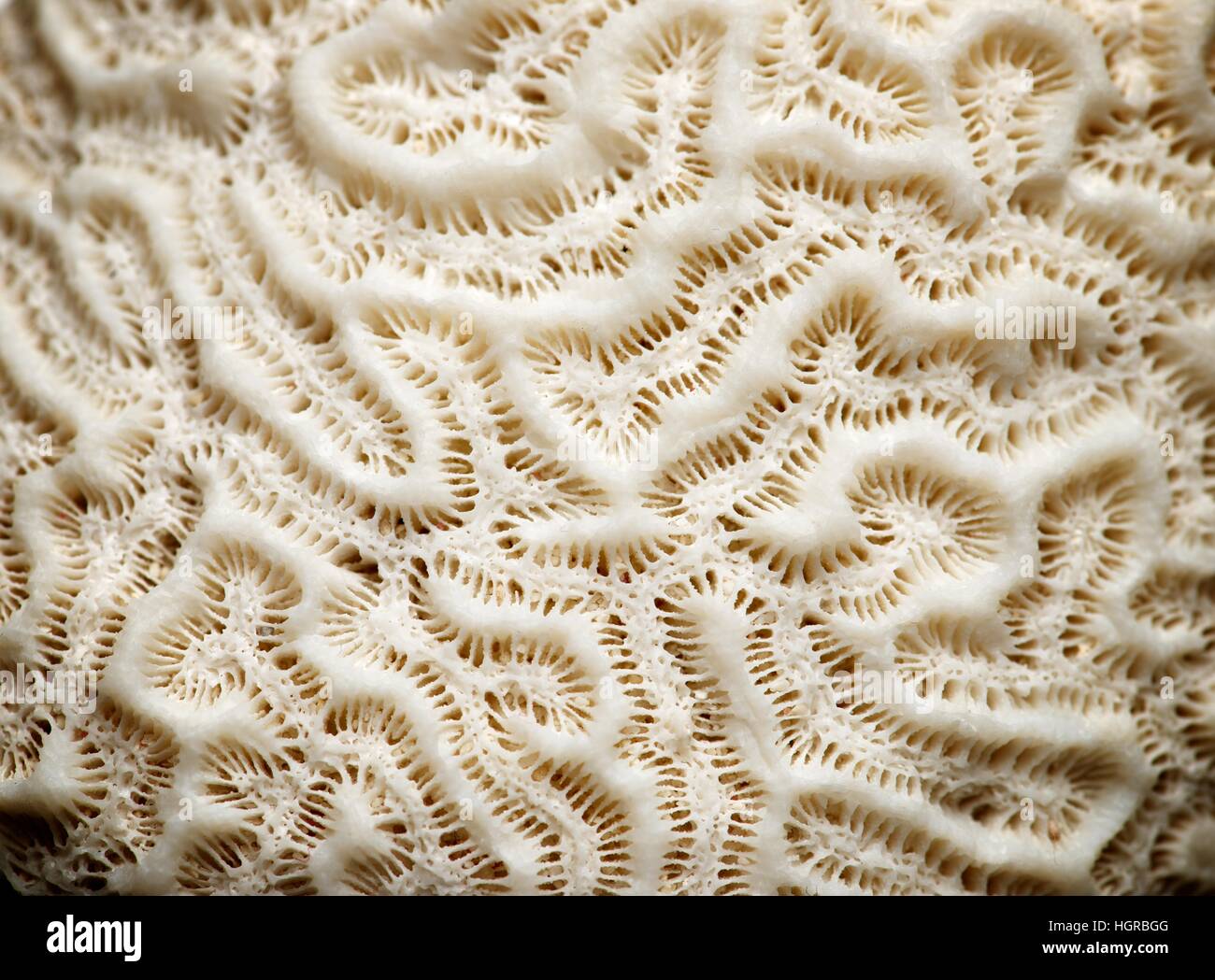 Texture formed by the detail of a white coral Stock Photo - Alamy