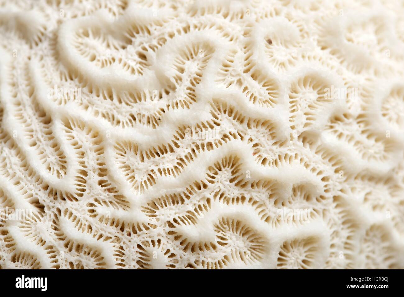 Texture formed by the detail of a white coral Stock Photo - Alamy
