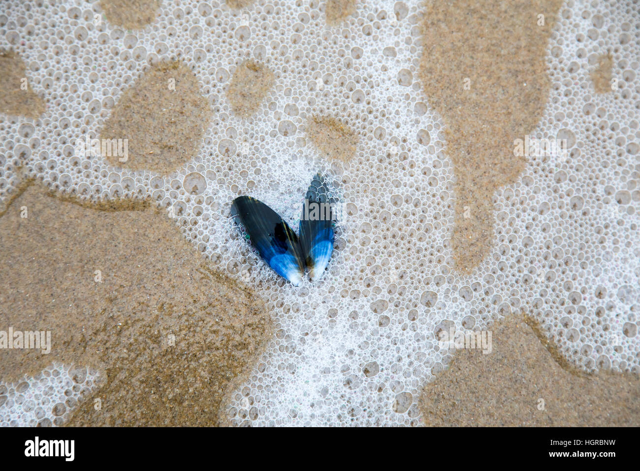 Sea shell particles hi-res stock photography and images - Alamy