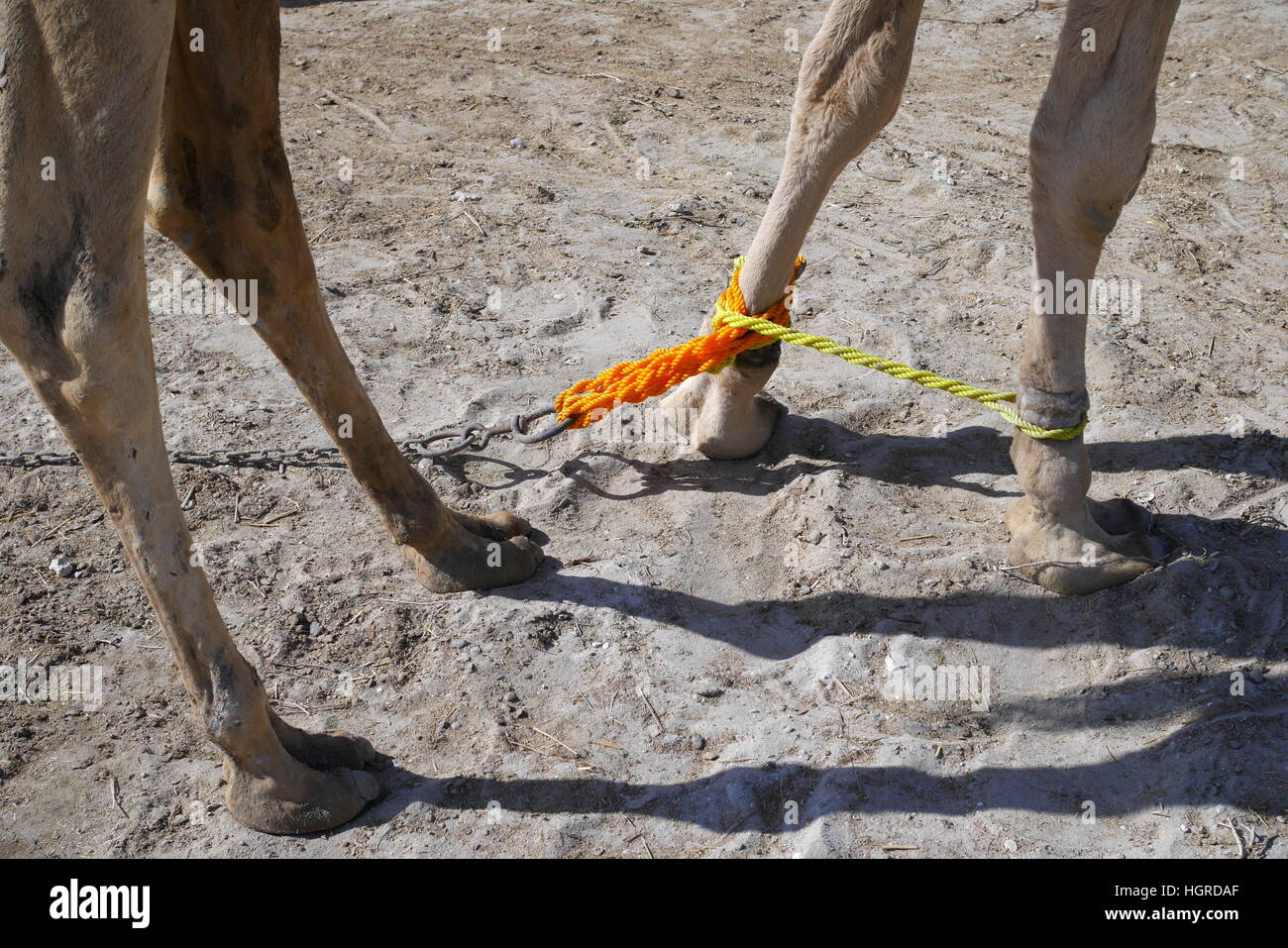 Camel leg legs hi-res stock photography and images - Alamy