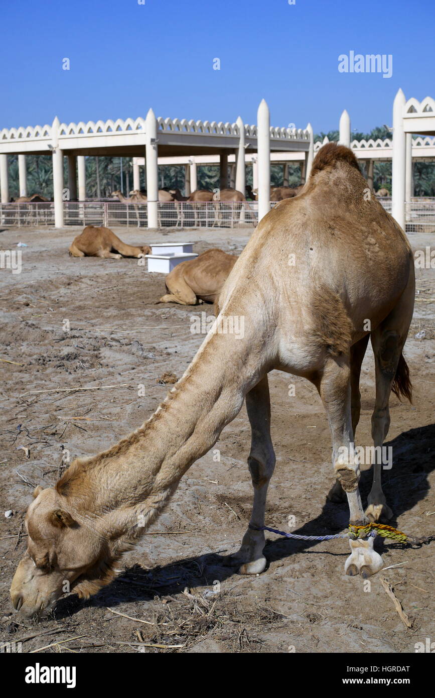 Camels at the camel farm in Janabiya, Kingdom of Bahrain Stock Photo ...