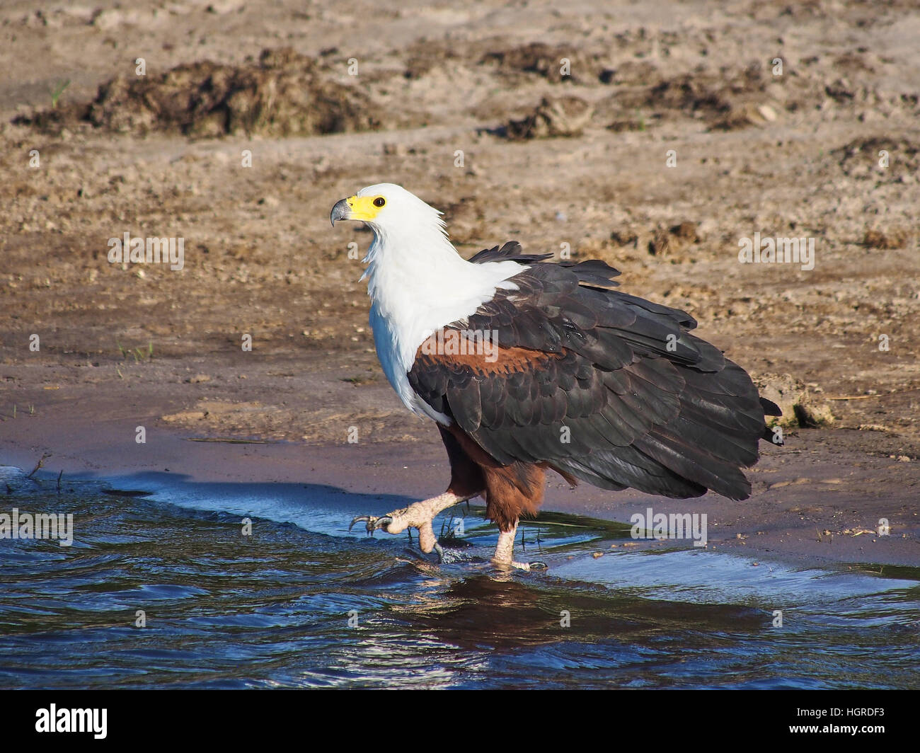 African fish eagle at the river bank Stock Photo - Alamy