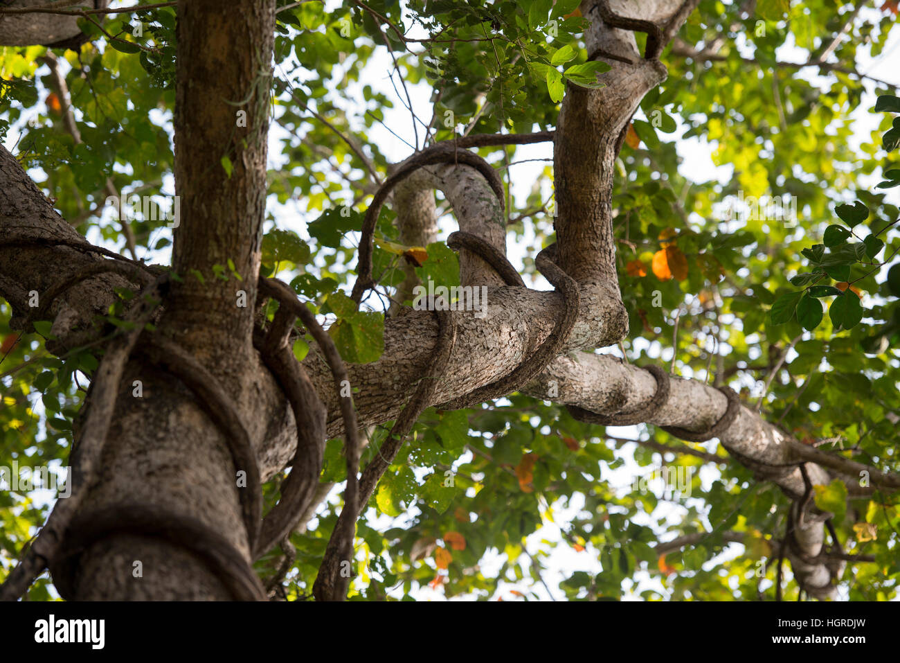 the forest and plants in the Phu Phra Bat National Park near the city ...