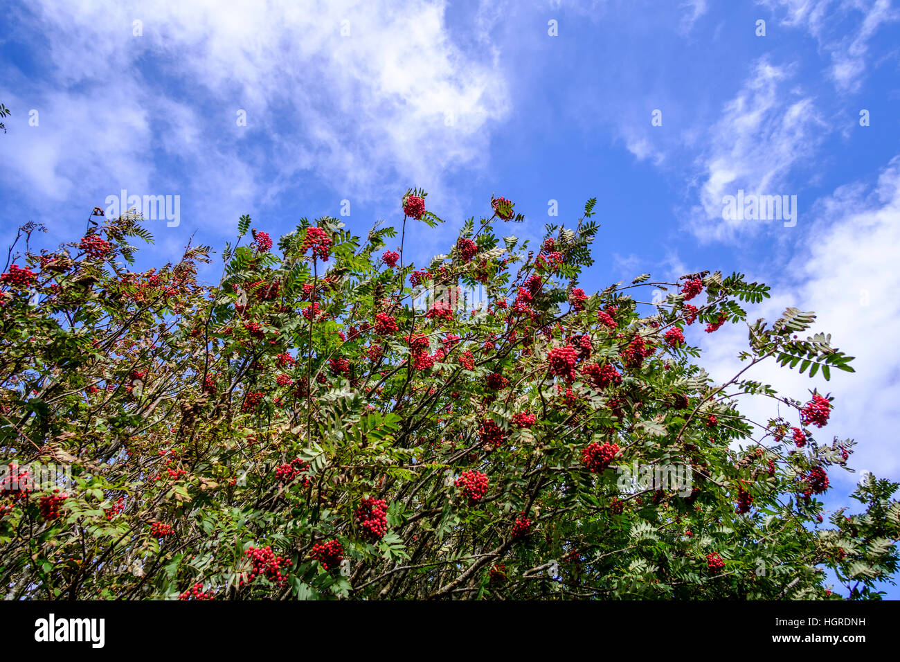 Beautiful rowan tree full of bunches of bright red berries against a ...