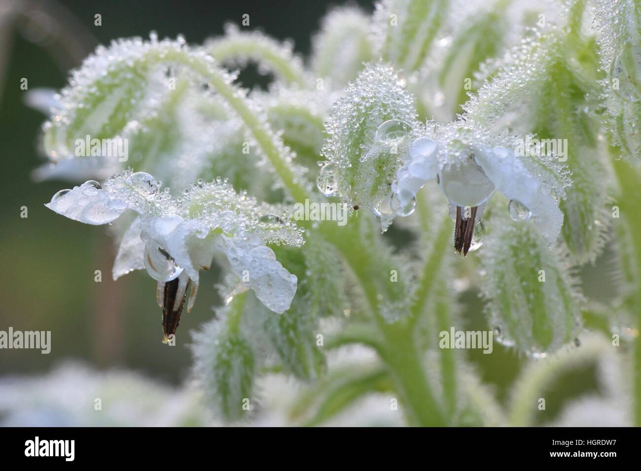 Borage officinalis known starflower hi-res stock photography and images ...