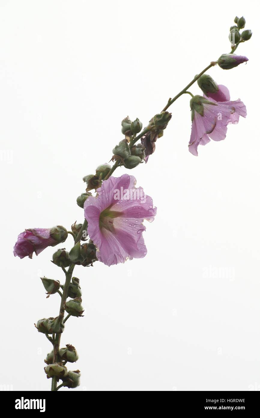 Checkermallow on white background Stock Photo - Alamy