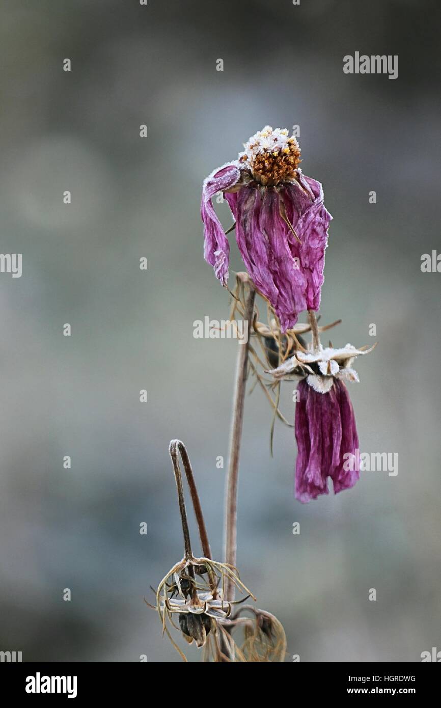 Biting flower hi-res stock photography and images - Alamy
