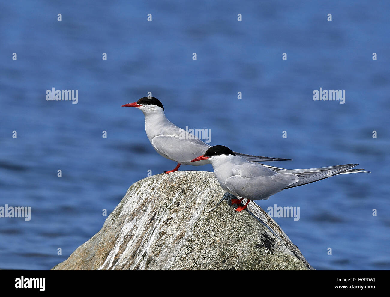 Arctic tern, pair standing on rock, sea background Stock Photo - Alamy
