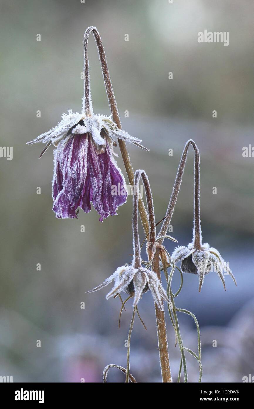 Biting Flower High Resolution Stock Photography and Images - Alamy