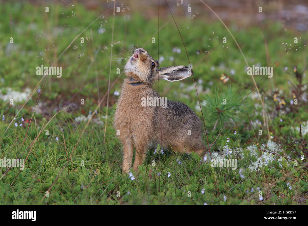 Hare teeth hi-res stock photography and images - Alamy