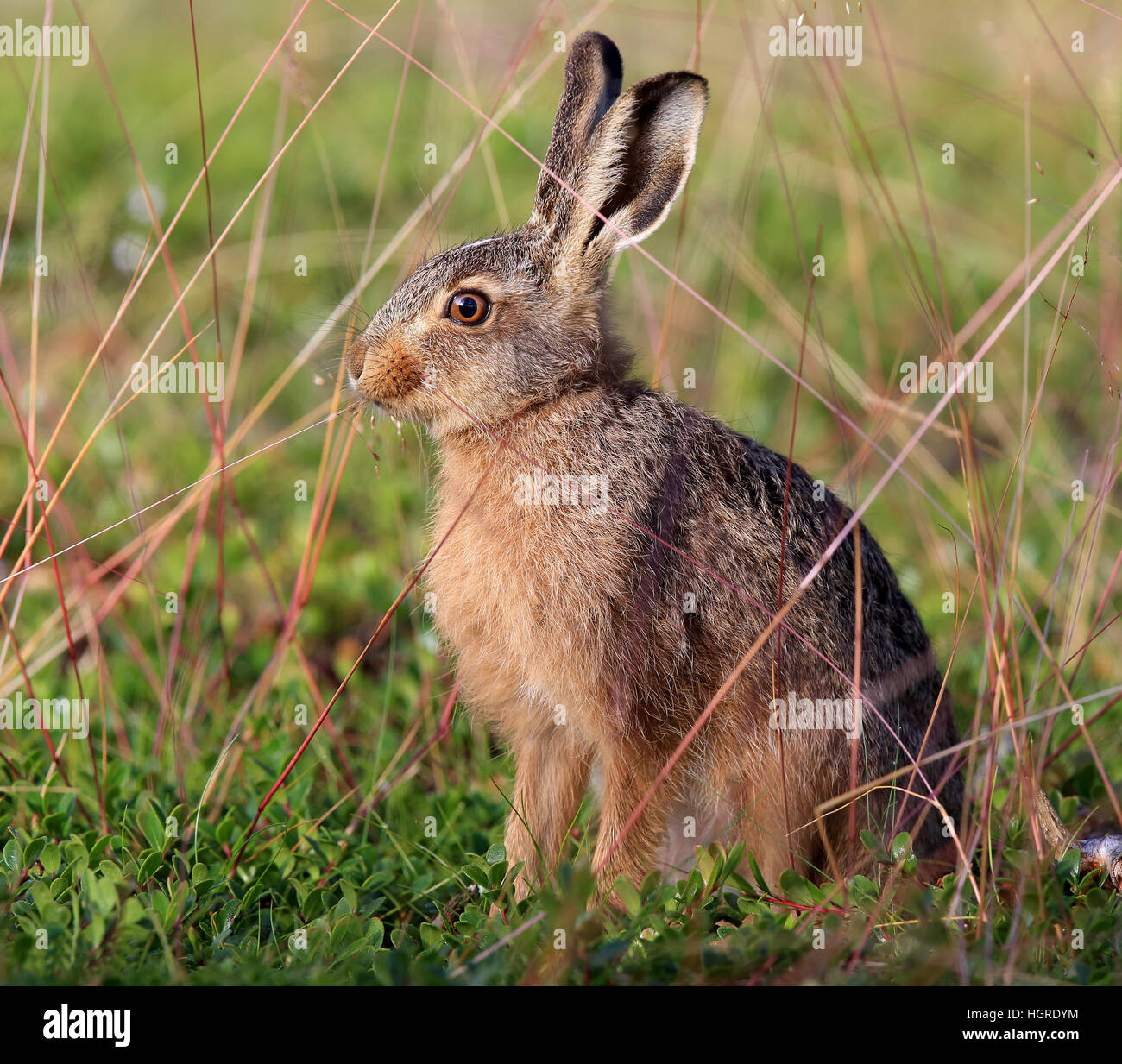 European hare / Brown hare / Lepus europaeus Stock Photo - Alamy