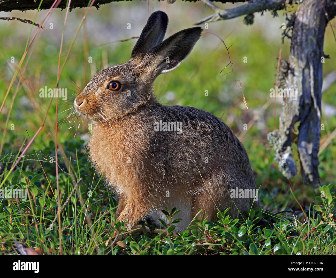 European hare / Brown hare / Lepus europaeus Stock Photo - Alamy