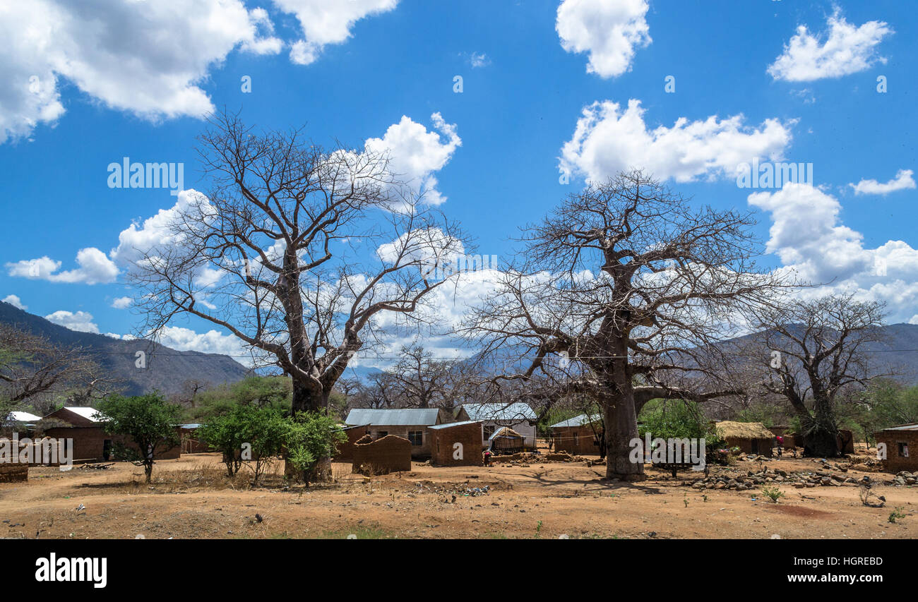 Baobabs and africa real life Stock Photo - Alamy