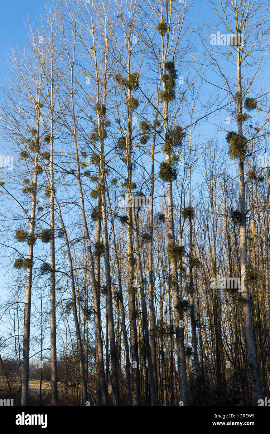 Parasitic Mistletoe growing on tree / trees in wood / woods / woodland ...